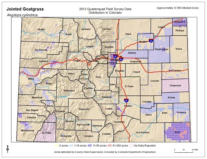 Jointed goatgrass | Department of Agriculture