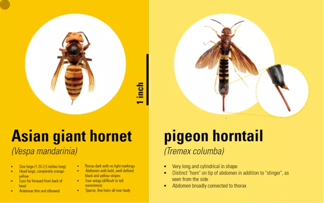 Worried about Murder Hornets? You're likely safe in Colorado ...